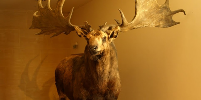 Conheça 7 dos mais incríveis animais já extintos - Algumas Coisas