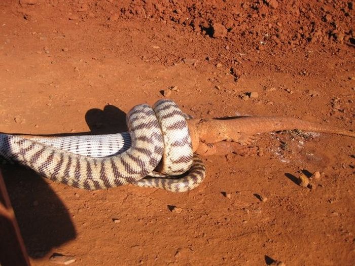 Snake eats giant lizard (15 pics) | Amazing Creatures