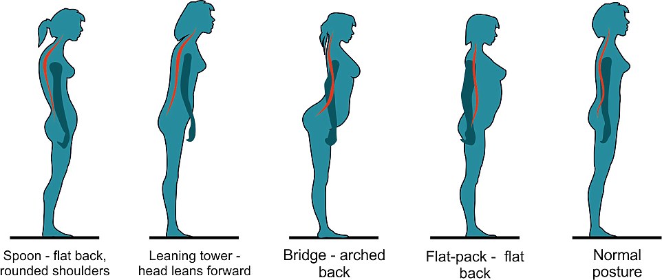 NoozYes : Are You a Spoon or a Bridge? Your posture Determines whether ...