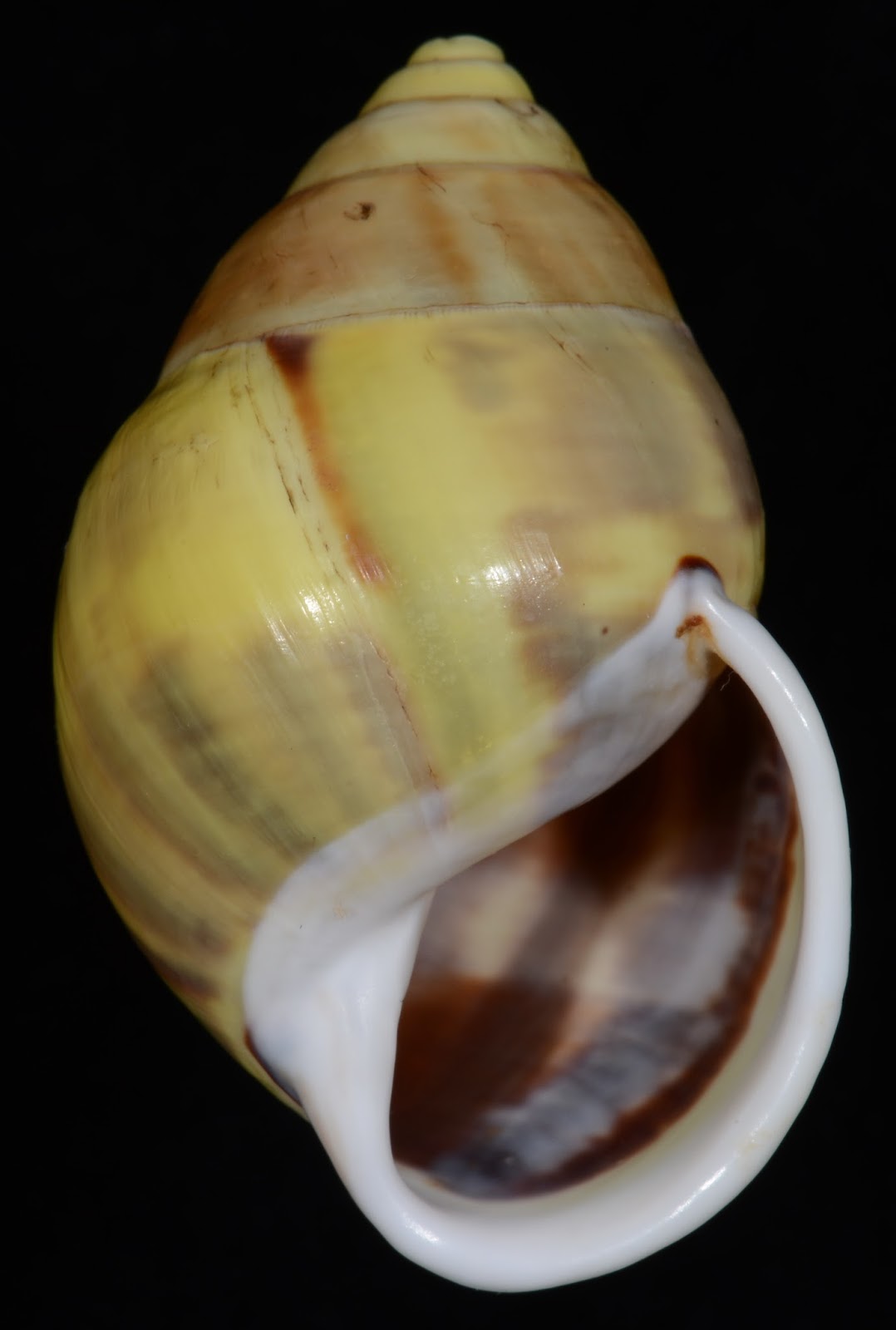 Dr. Lee's Gallery Museum: Amphidromus comes polymorphous 38.65mm