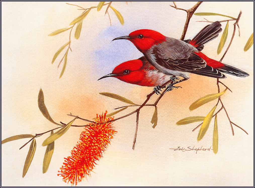 Коллекция картинок: Eric Shepherd и его птички