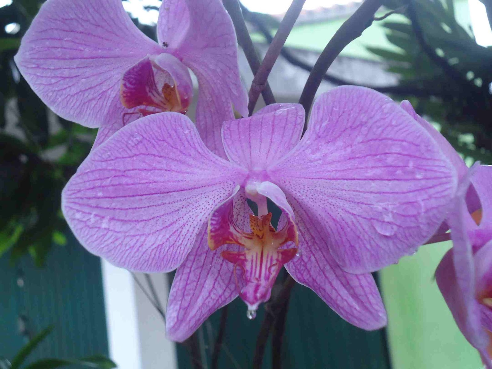 SEJUTA PESONA BUNGA ANGGREK BULAN UNGU MUDA - Rumah Daun Muda