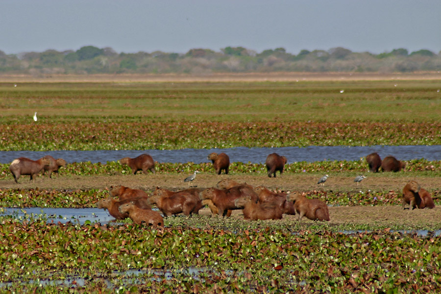 Ciencias de Joseleg: 7 SABANA TROPICAL