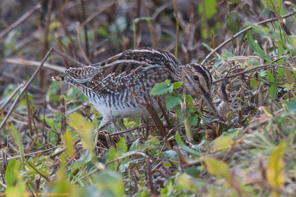 Postcards from Sussex: Water Rail and Snipe
