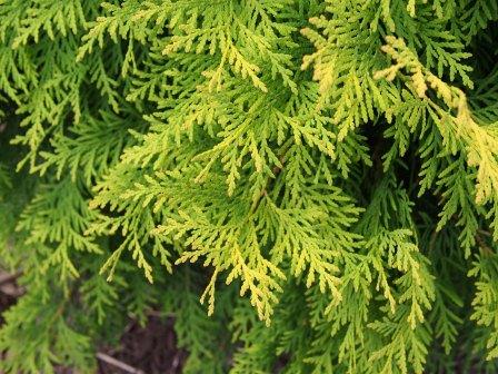 Thuja orientalis | Pustaka Flora | Database Tanaman Landscape