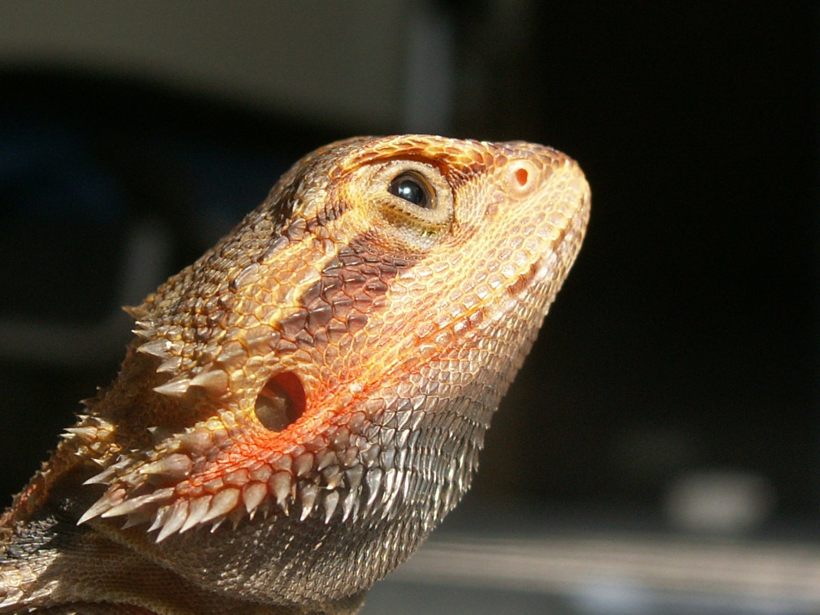 BEARDED DRAGON photos - wallpapers | the fun bank