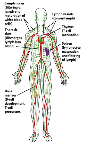 Les Organes du système immunitaire
