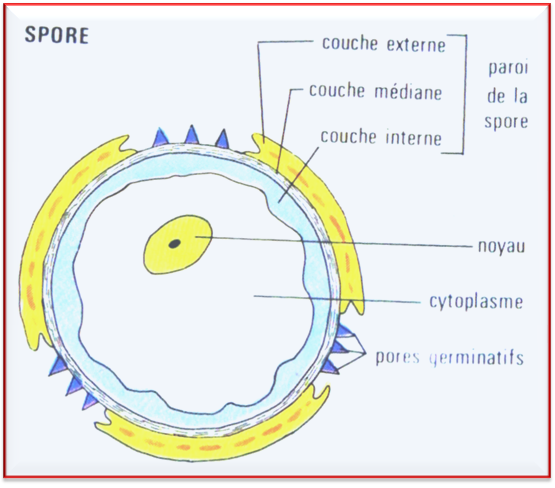QCM-CONCOURS-GRATUITS: Correction - schéma d'un spore.