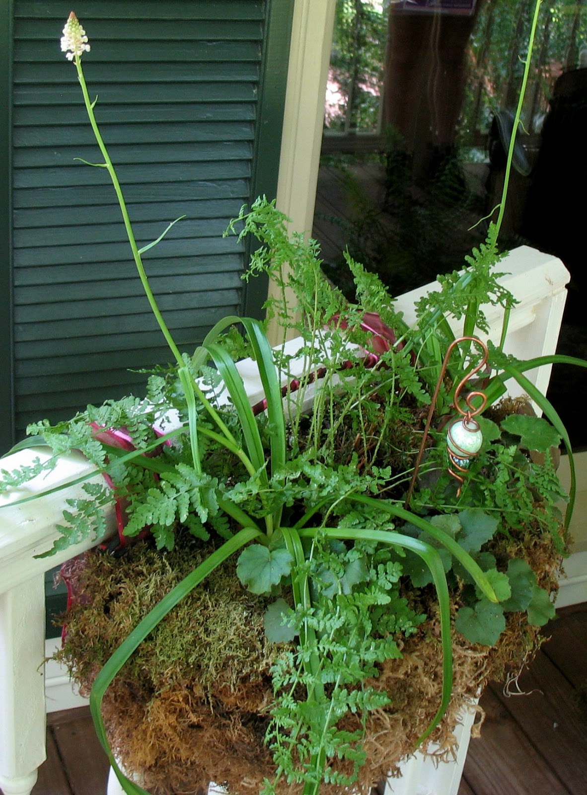 Using Georgia Native Plants: Native Plants in Containers