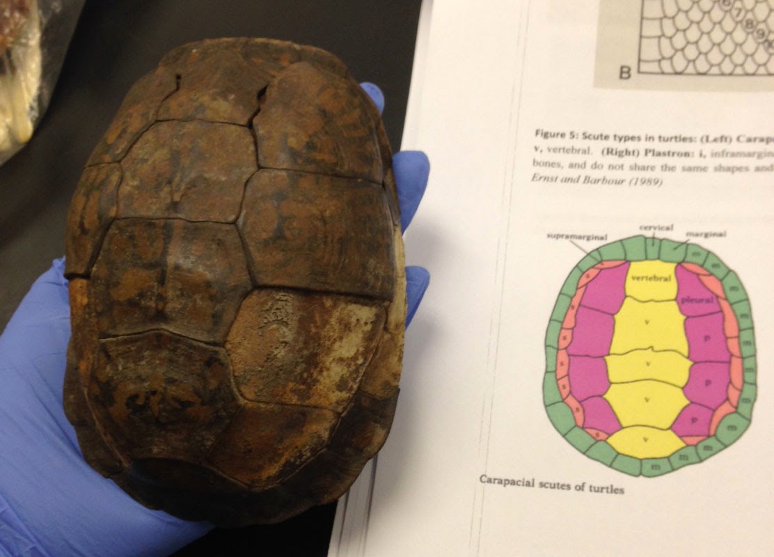 Biology of the Reptilia: Laboratory #1: General Anatomy of Reptiles by ...