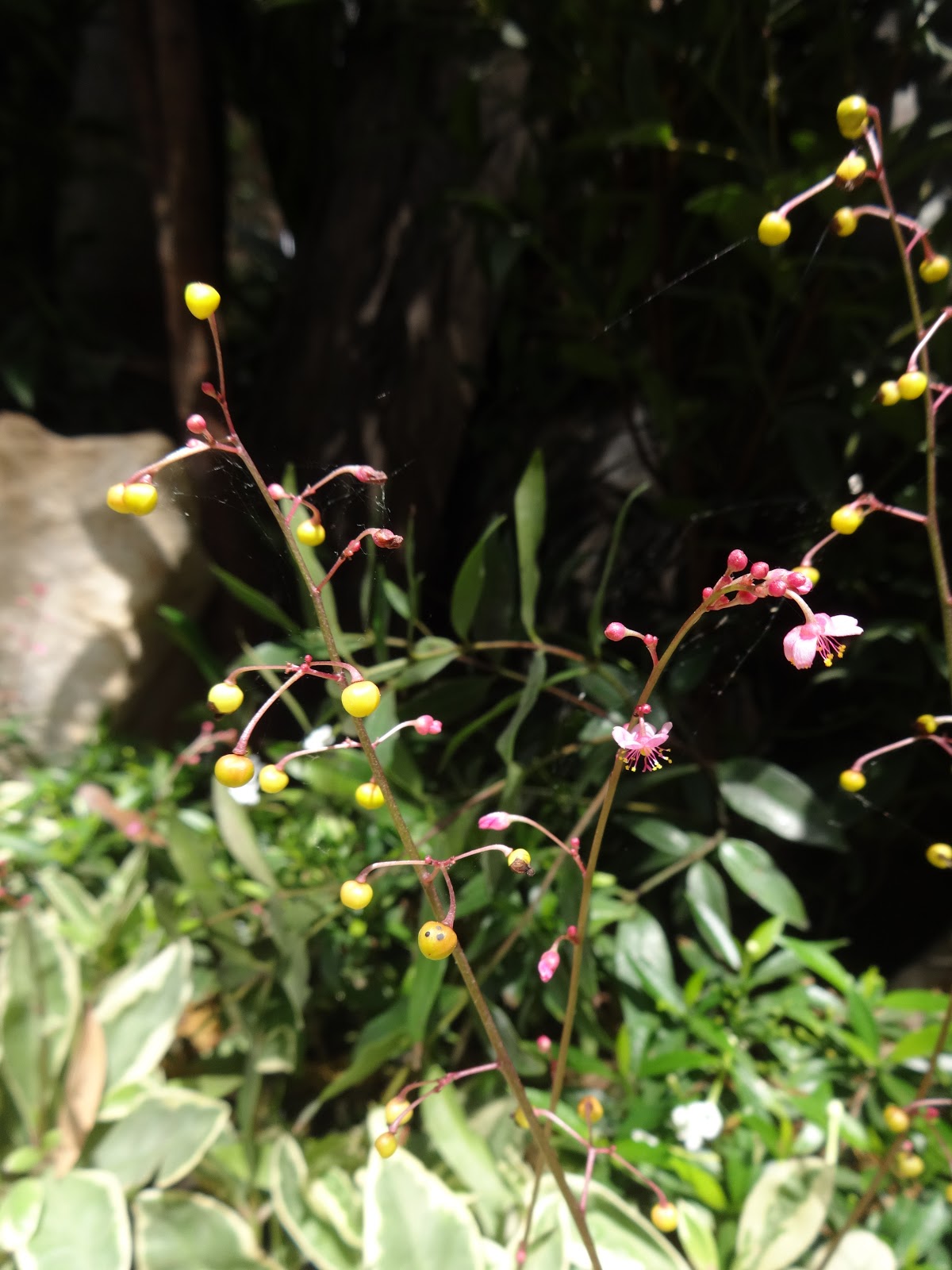 Herbs from Distant Lands: Talinum triangulare - Philippine Spinach ...
