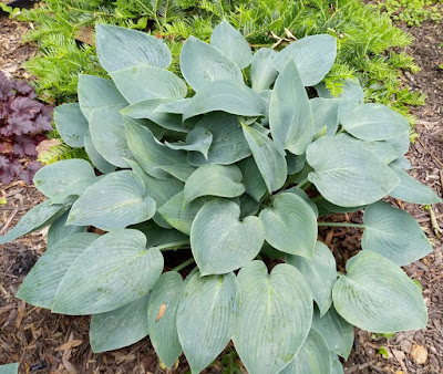 Future Plants by Randy Stewart: Hosta
