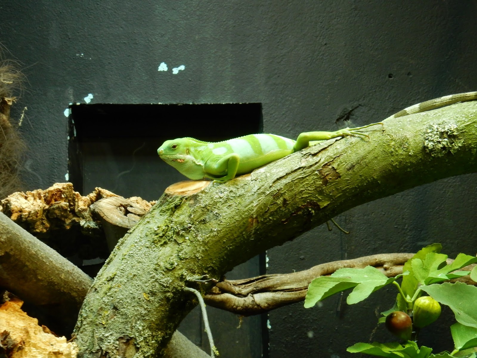 Raptormaniacs: London Zoo Part V: Reptile House