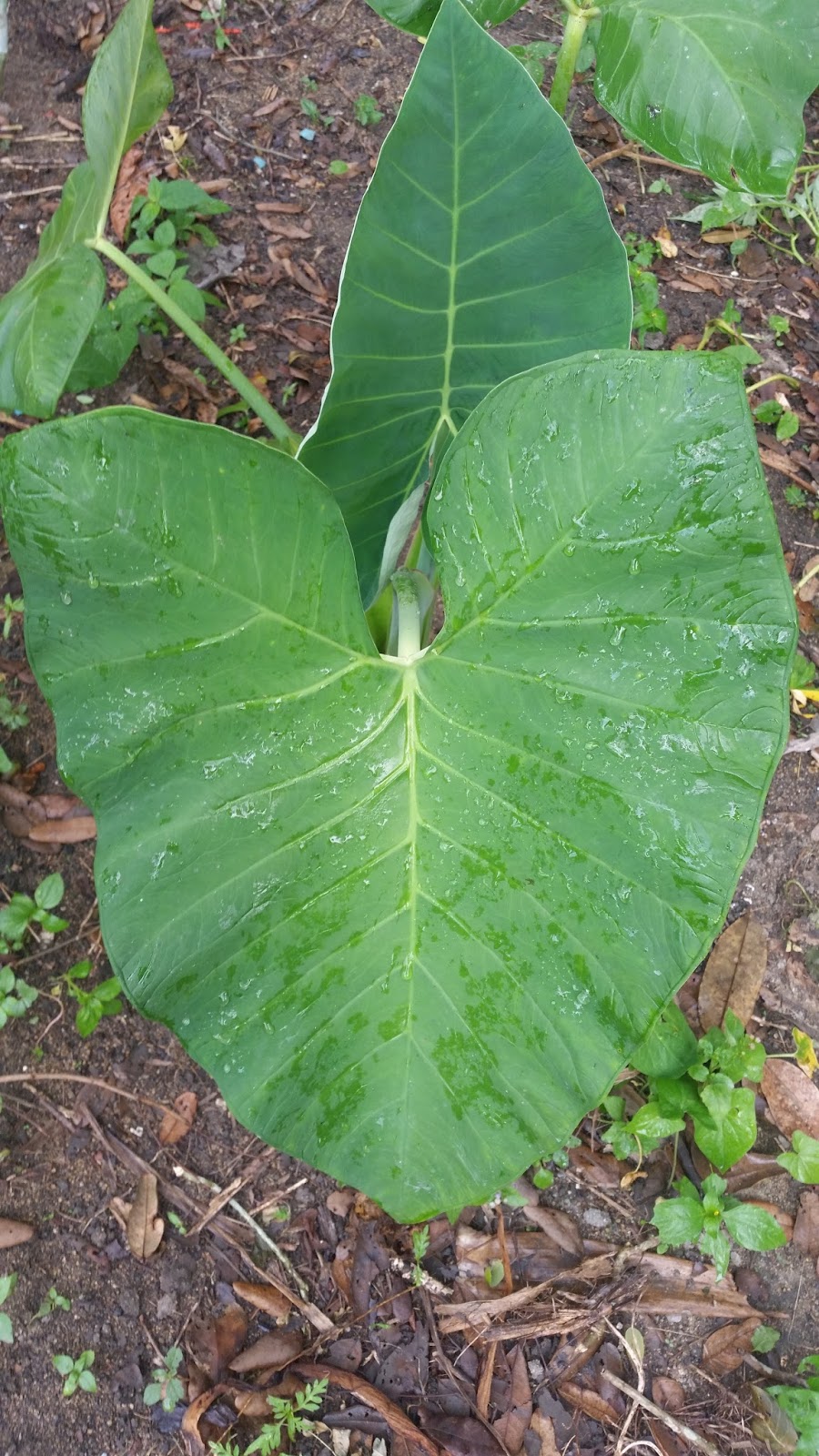 Warisan Petani: Pokok Keladi Sarawak