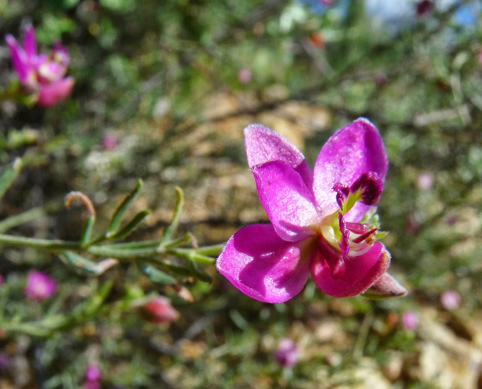 Your Daily Dose of Sabino Canyon: Home on the Range Ratany