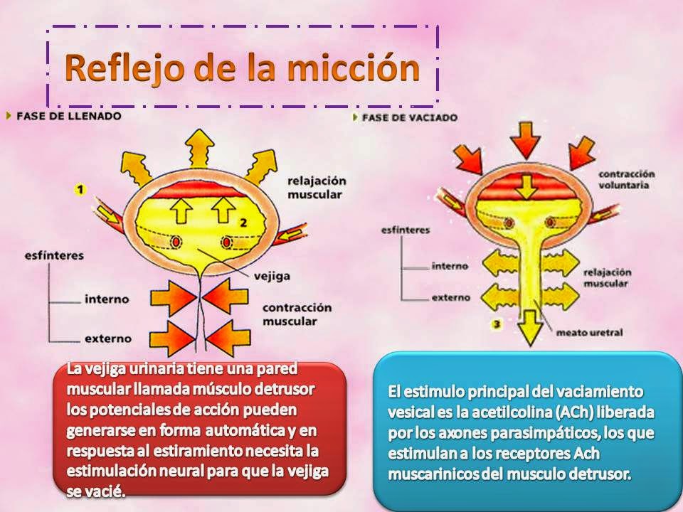 Blog de Fisiología Médica de Idania Yael Castañeda Ayón : reflejo de la ...