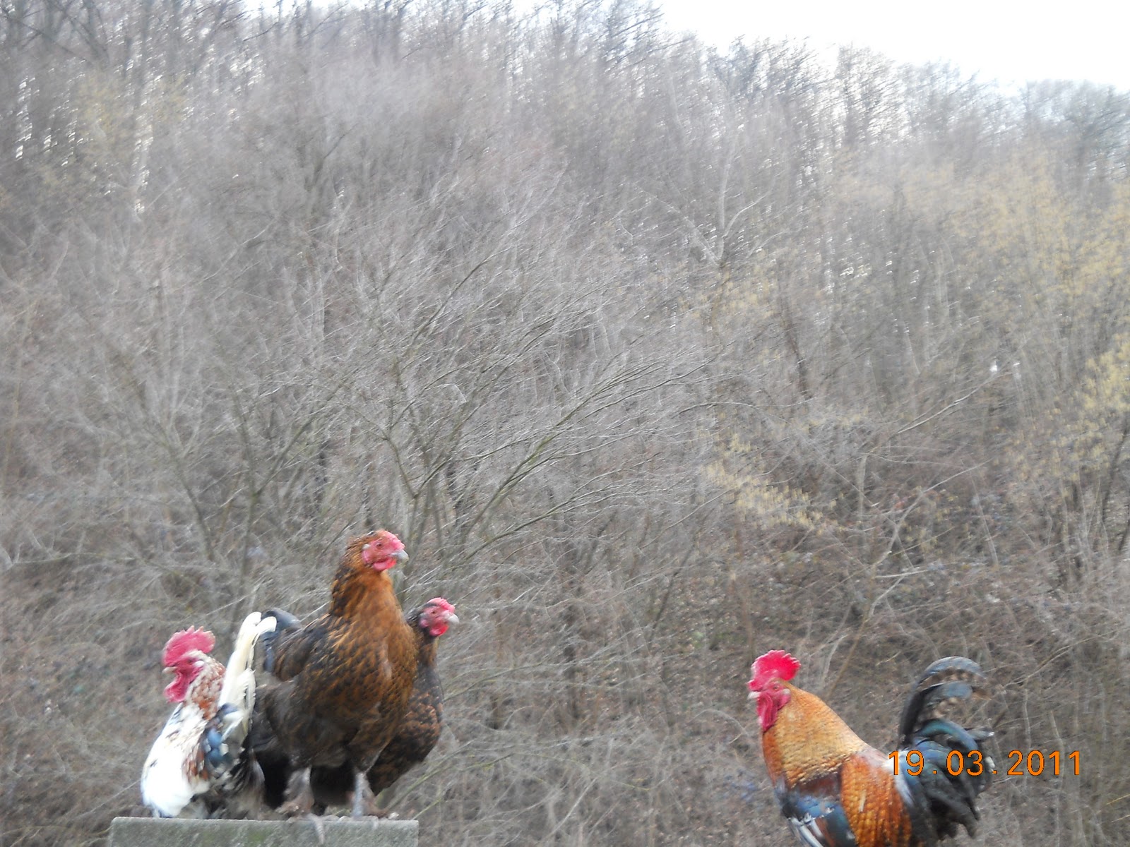 blogul lui carmen: pasari de curte