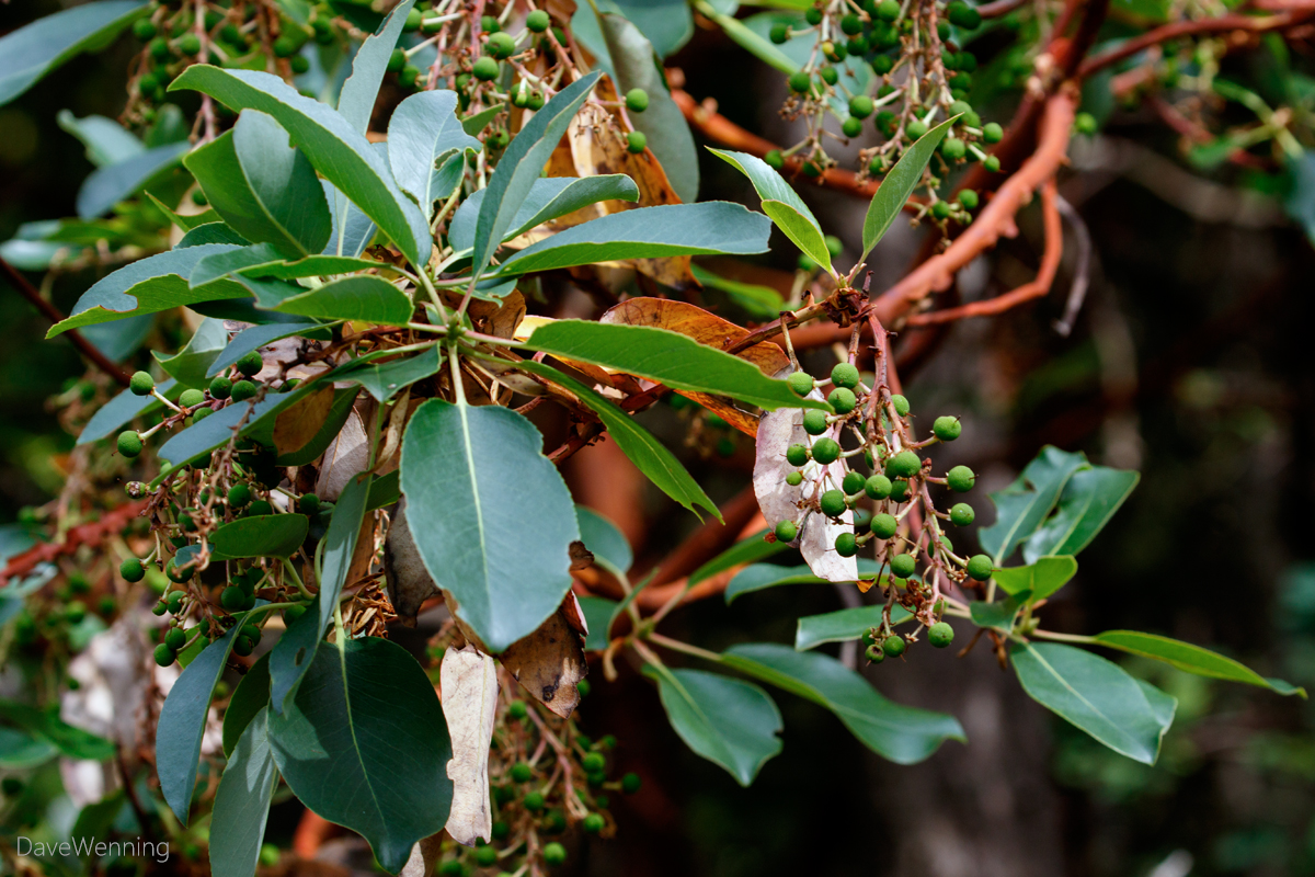[64+] Flowering Shrubs Leaves Téléchargement Gratuit Télécharger ...