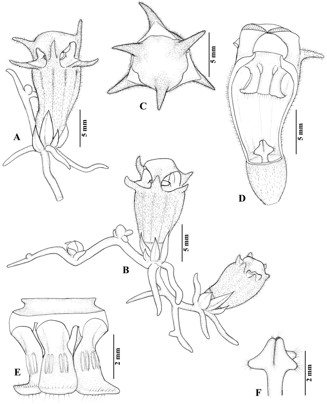 Sobre esto y aquello: Una rara especie de planta parásita liliputiense