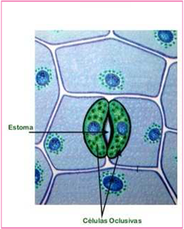 Biología: Los Estomas