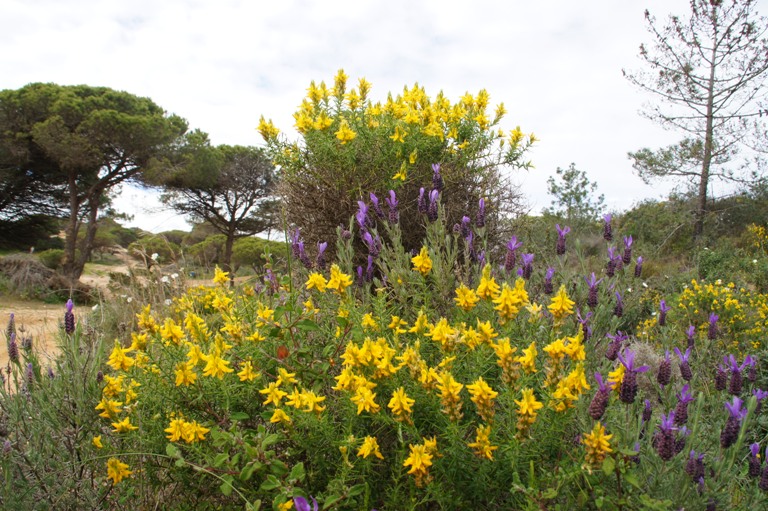 Ewa in the Garden: 27 flowers of Algarve in one day of March