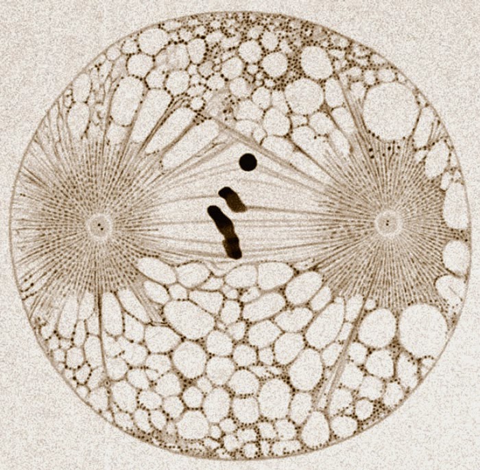 Diana Mattey: Theodor Boveri