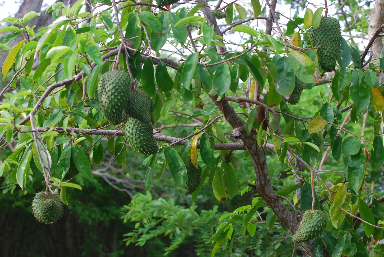 Catatan Kecil Tentang Buah: Sirsak - Muris - Zuurzak - Nangka Belanda ...