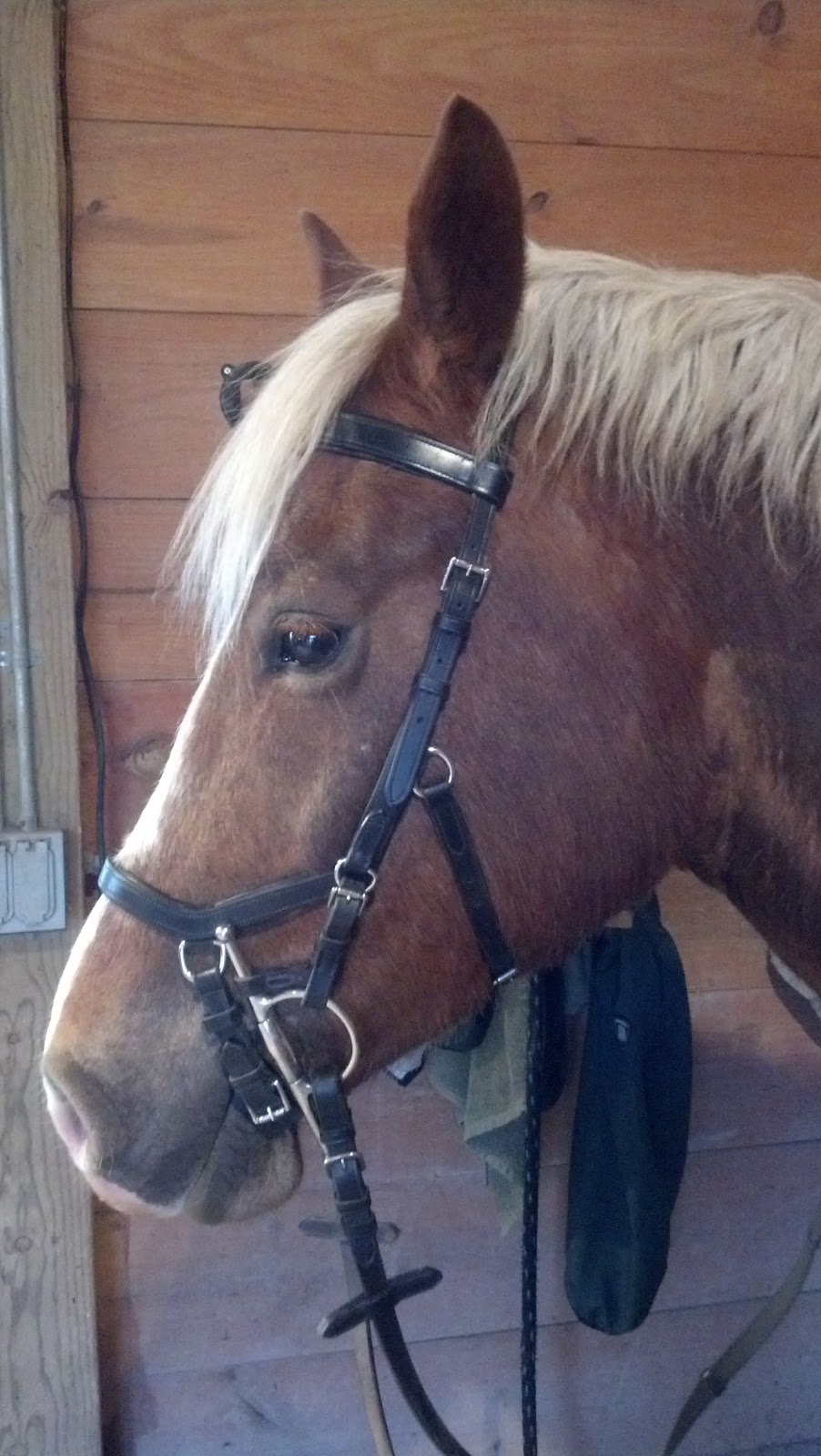 Cob Jockey: Micklem Competition Bridle REVIEW!