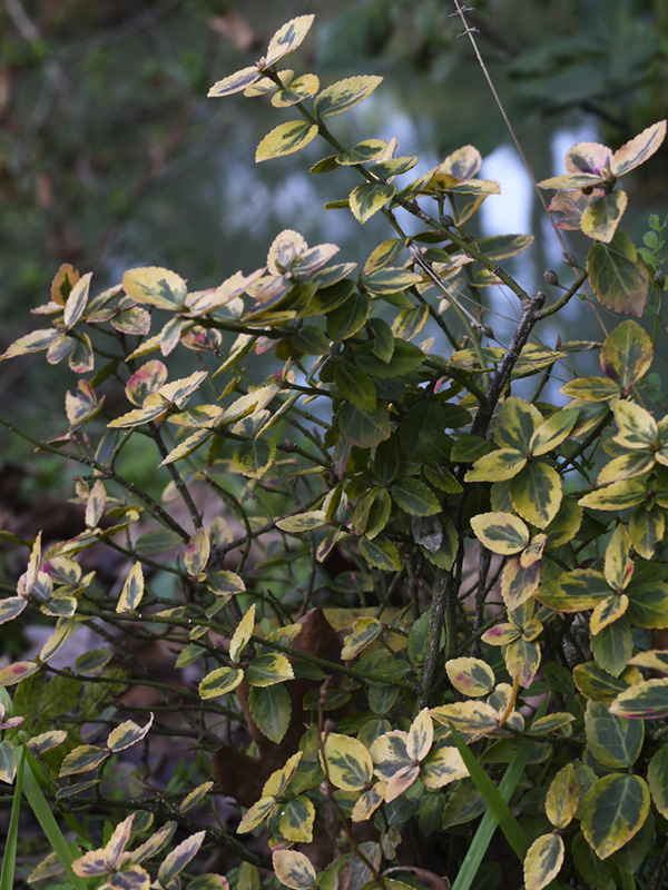 Flora ornamental, hortícola y medicinal.: Euonymus fortunei "Silver ...