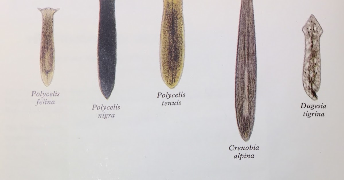 Blog | Josie Hewitt Photography: Dendrocoelum lacteum