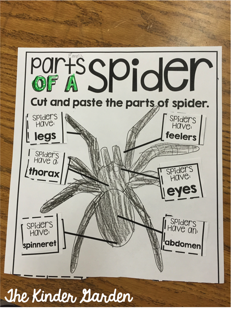 The Kinder Garden: Spider Study!