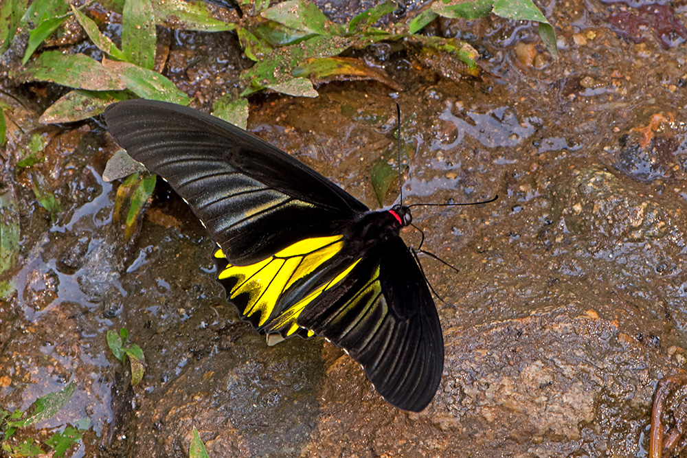 Troides aeacus DATASHEET | BugsAlive