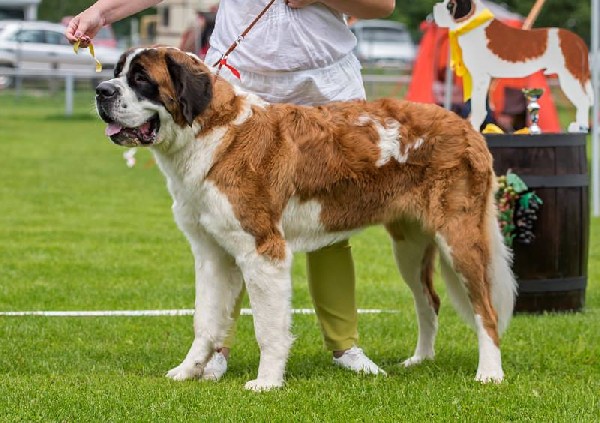 Backmeadow's: Koirat