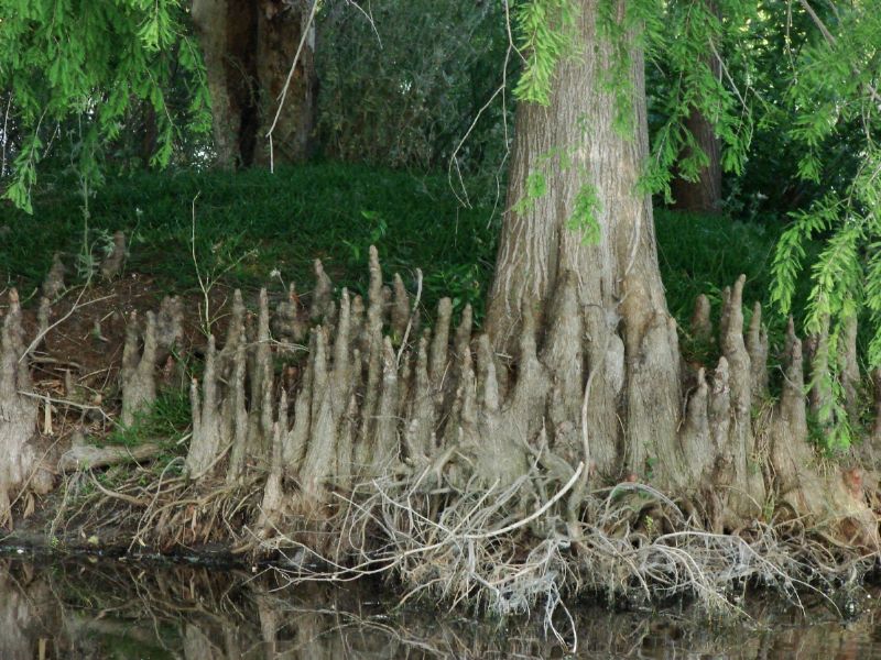 Quimica y Biologia: LA RAÍZ