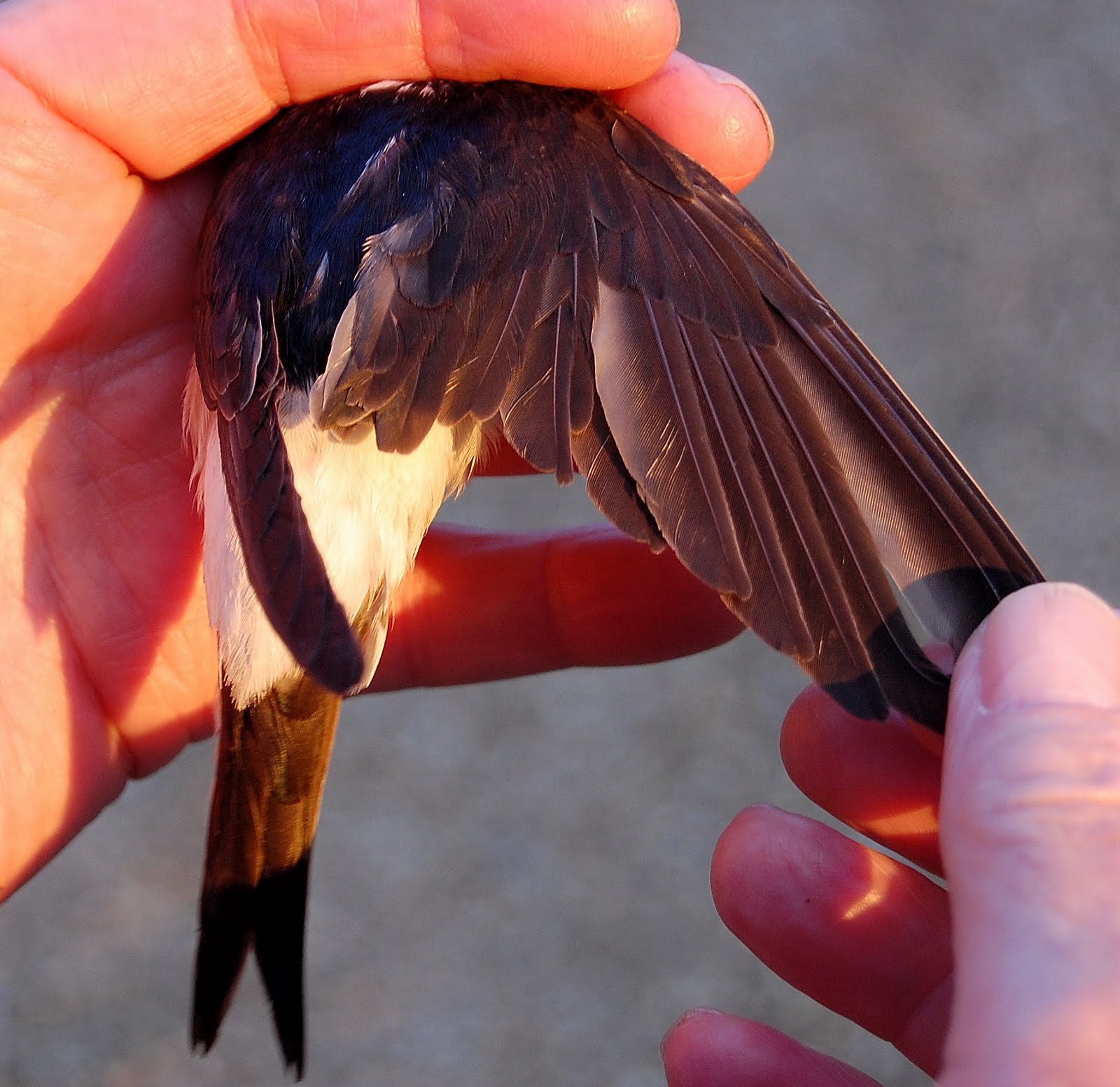 East Norfolk Ringing Group: House Martins