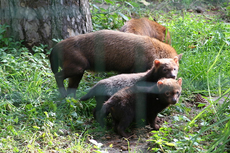 The Jungle Store: Bush Dogs