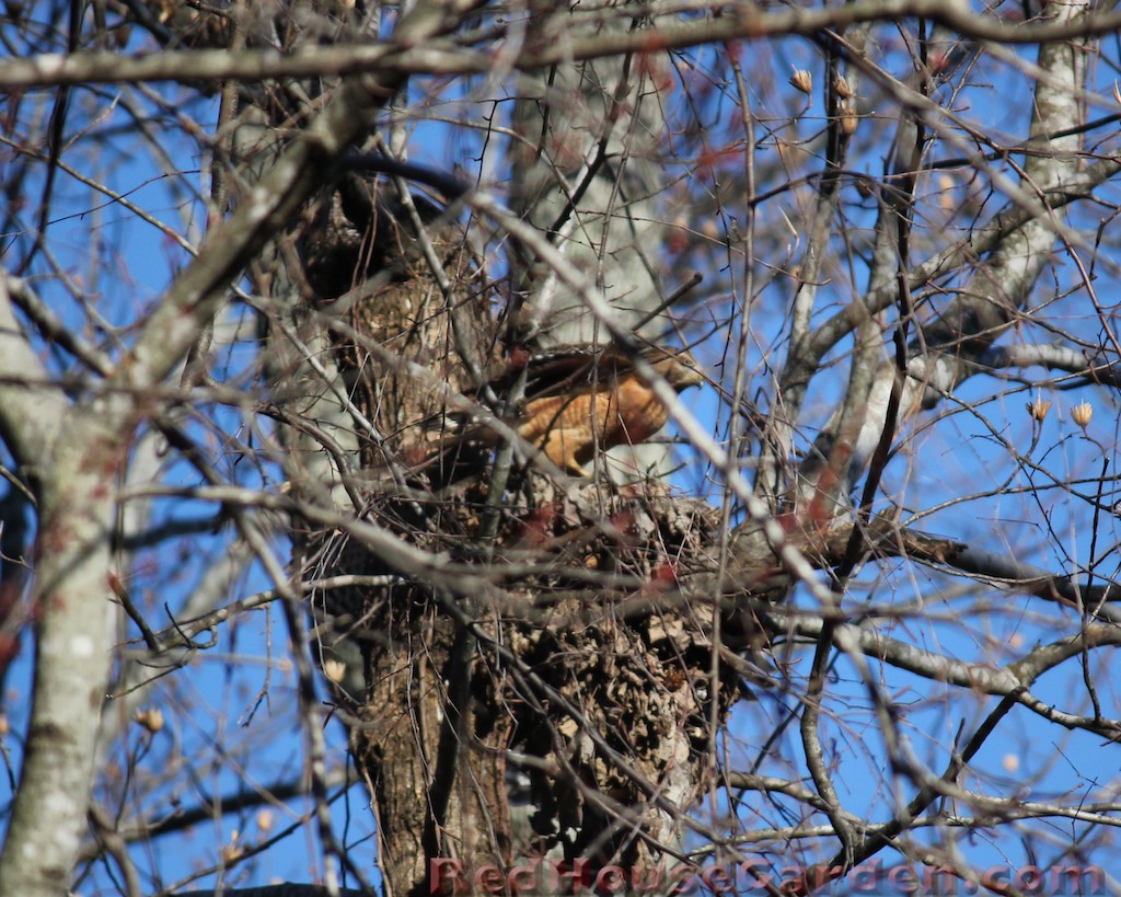 Red House Garden: Two Big Hawks, Sittin' in a Tree...
