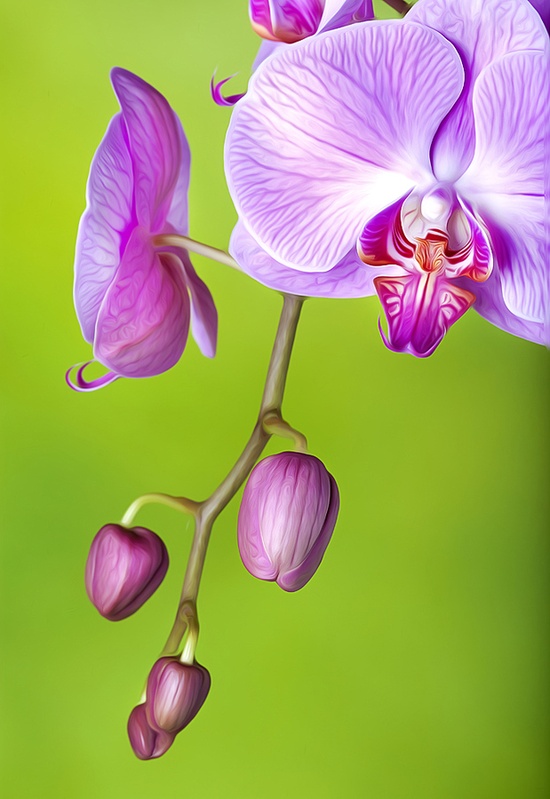 FLOWER ART & DESIGNS : ORKİDE ÇİÇEĞİNİN DAYANILMAZ GÜZELLİĞİ.....BAKIMI ...