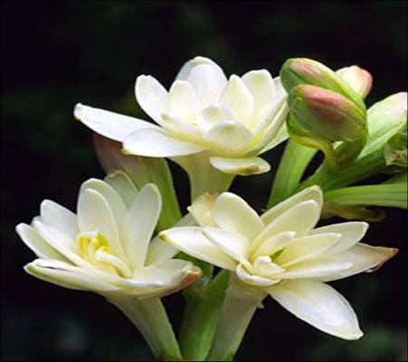 Tuberose Flower