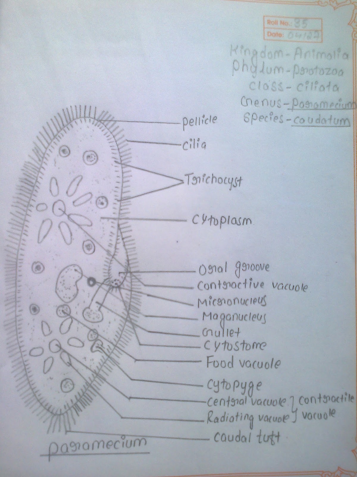 +2 SCIENCE: Zoology Practical Experiment No 1
