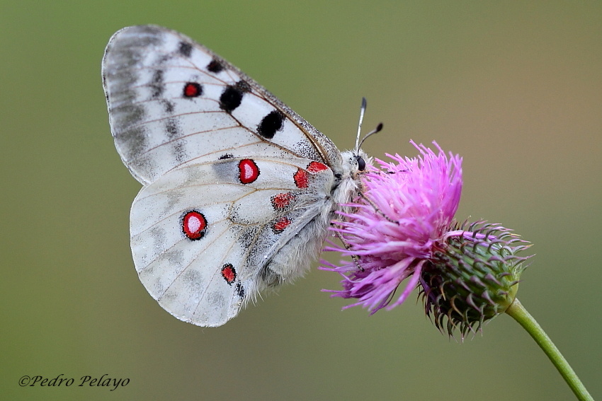 Fotografia de Naturaleza: Mariposa Apolo ( Parnassius Apollo )