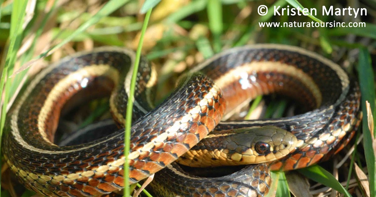 SAR Snakes | Nature Notes Blog