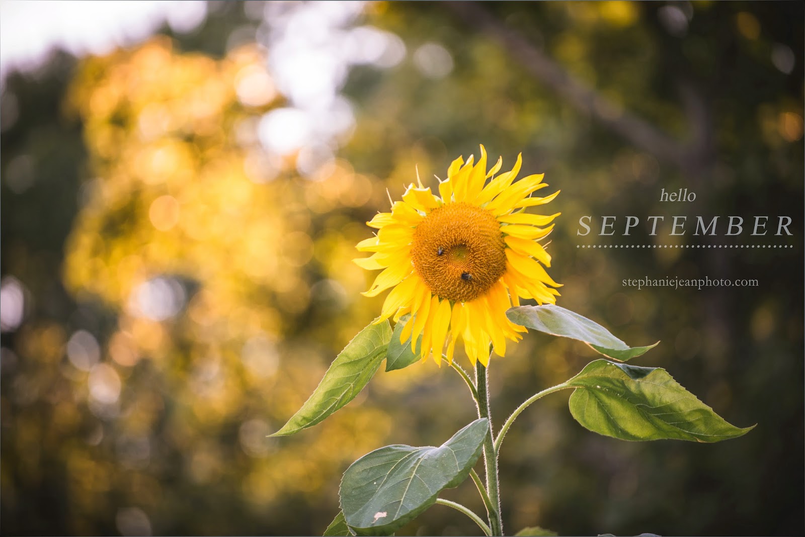 Hello April - Long Island Photographer | Stephanie Jean Photography