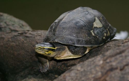 Turtle Pictures: Amboina box turtle - Cuora amboinensis