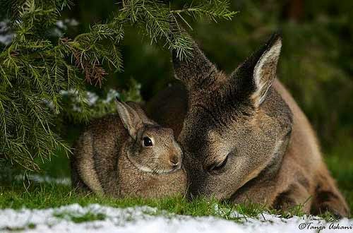White Wolf : Deer and Rabbit Are Best Friends In The Wild. (PHOTOS)