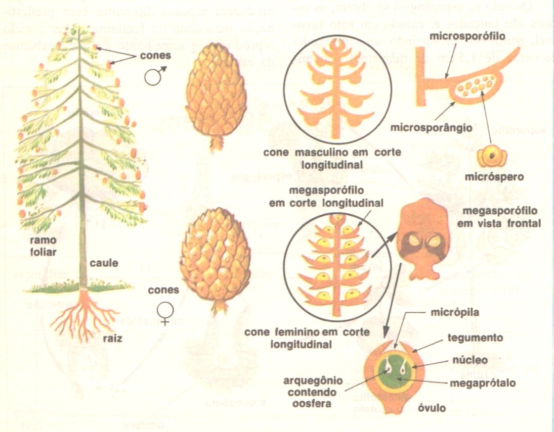 Gimnospermas: Ciclo de Vida e Reprodução
