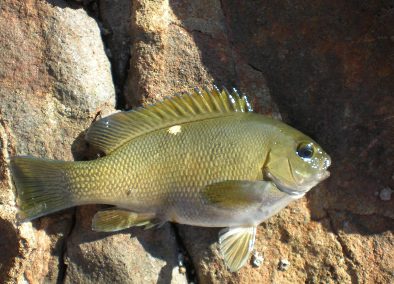 Opaleye ~ Aquatic Animals