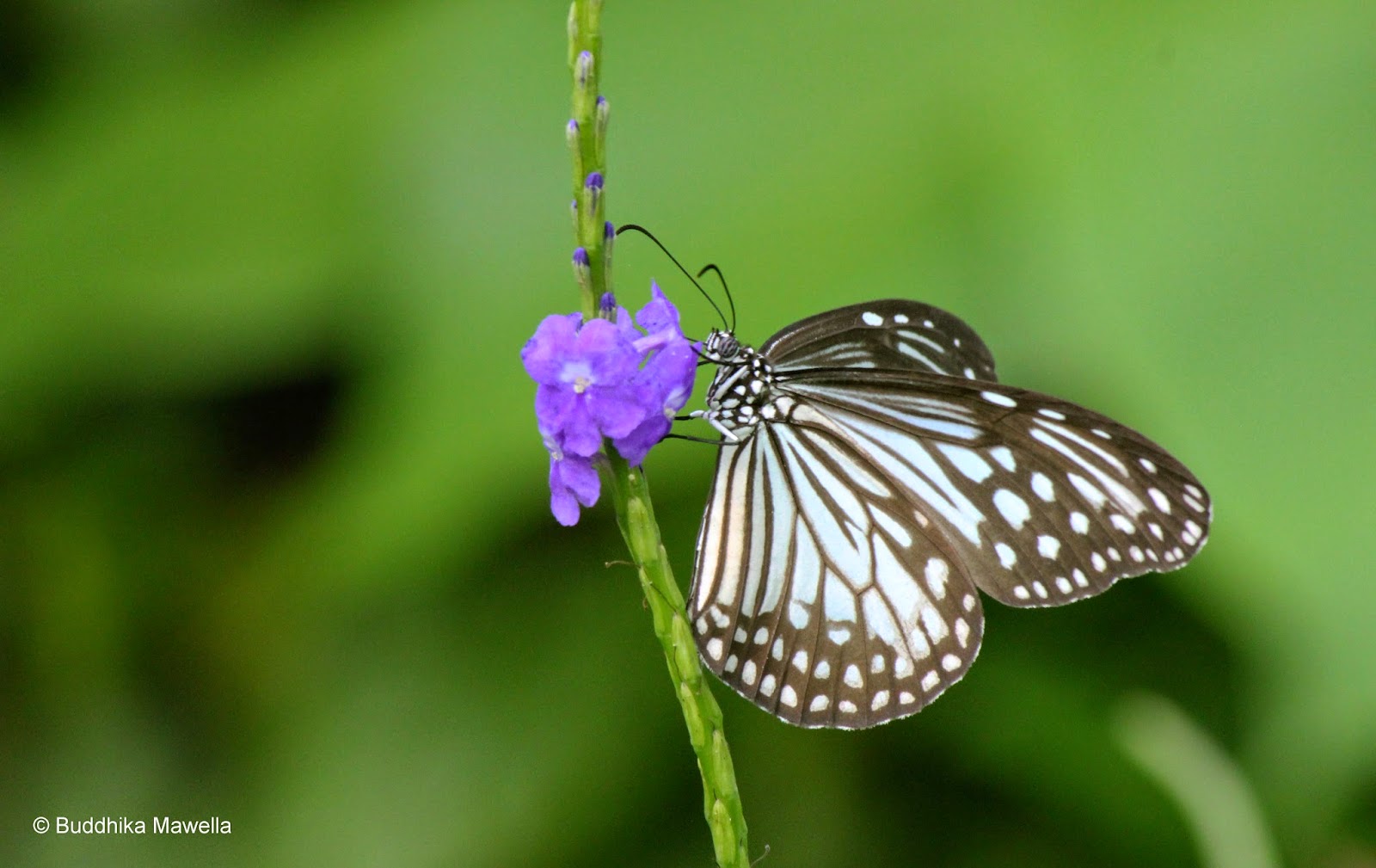 Lanka Nature Summary: Blue Glassy Tiger (Ideopsis similis)