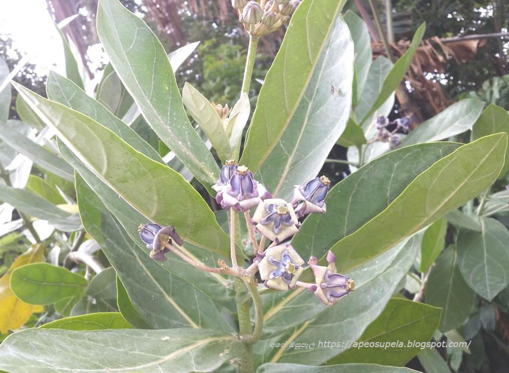 වරා [Wara] (Calotropis gigantea) ~ අපේ ඔසුපැළ Medicinal Plants of Sri Lanka
