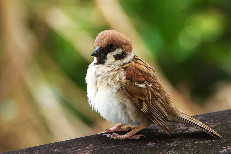 Ryukyu Life: Wildlife Photos: Eurasian Tree Sparrow (Passer montanus)